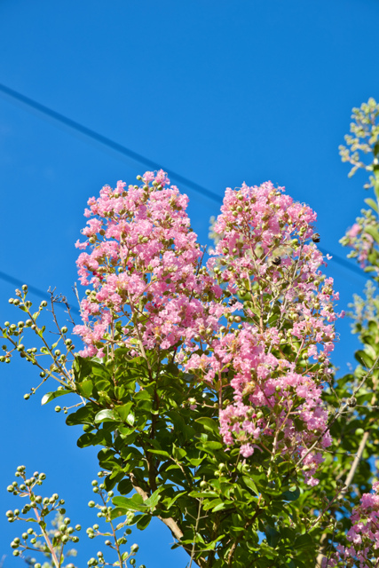 百日紅No.119 by e.noah （ID：13109431） - 写真共有サイト:PHOTOHITO