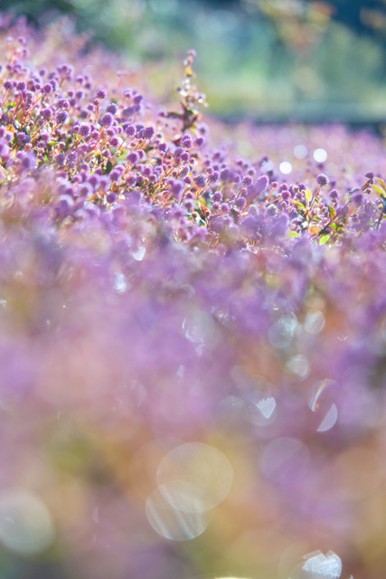 朝陽に by e.noah （ID：12700834） - 写真共有サイト:PHOTOHITO