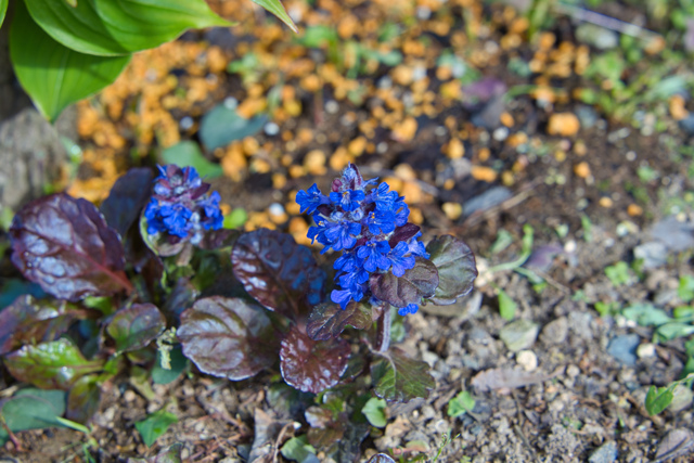 アジュガNo.47 by e.noah （ID：12992038） - 写真共有サイト:PHOTOHITO