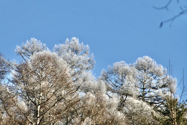 良いお年を by クーチャン （ID：11517103） - 写真共有サイト:PHOTOHITO