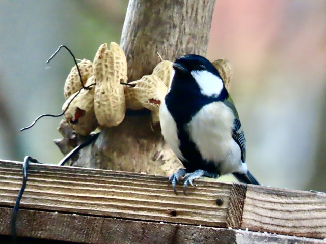 餌台の常連 by クーチャン （ID：12733446） - 写真共有サイト:PHOTOHITO