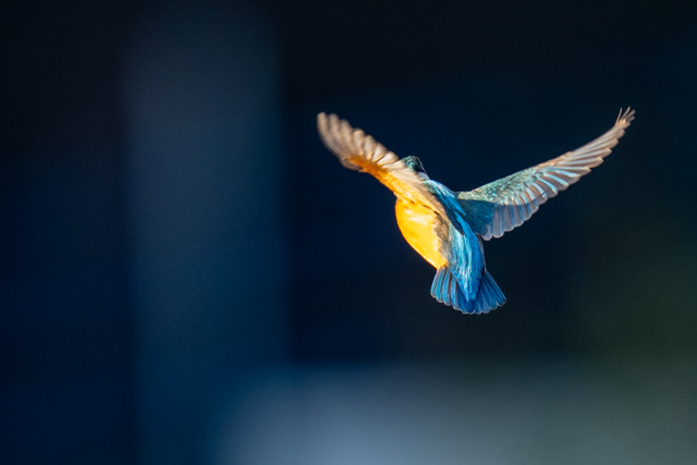 夕陽のホバ by Happyhoverin （ID：11548414） - 写真共有サイト:PHOTOHITO