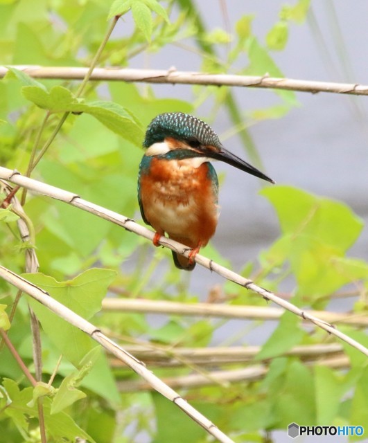 翡翠さん。 by 庚申様 （ID：7038432） - 写真共有サイト:PHOTOHITO