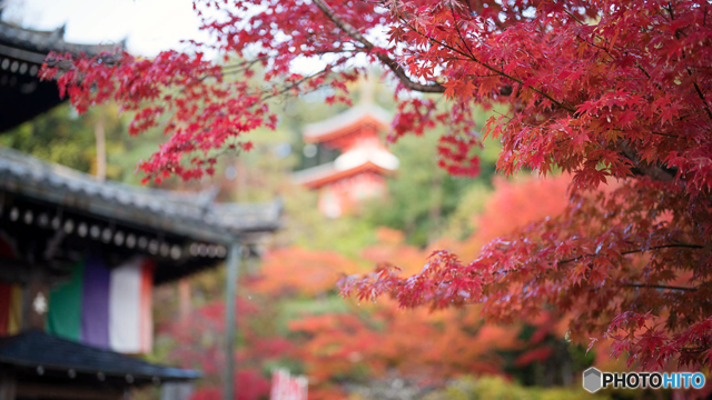 京都紅葉便り ⑨ by Walkkyoto （ID：12724248） - 写真共有サイト:PHOTOHITO