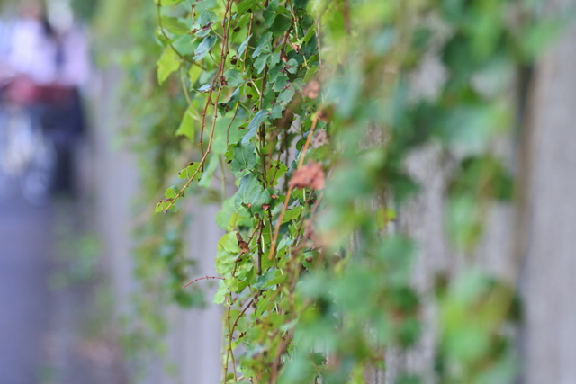 スーパーマーケットに続く道 by 山菜シスターズ （ID：12634511） - 写真共有サイト:PHOTOHITO