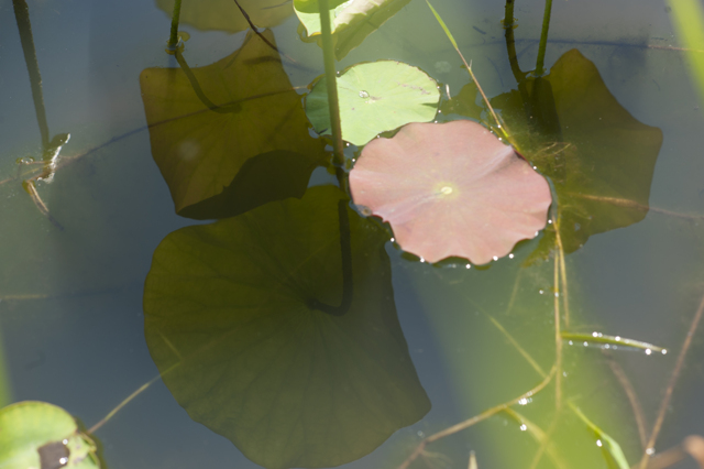 DSC_9496 by EL Poeta68 （ID：11780426） - 写真共有サイト:PHOTOHITO