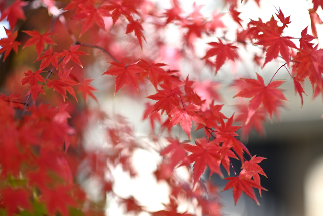 紅葉ⅰ by No.Name （ID：12100127） - 写真共有サイト:PHOTOHITO