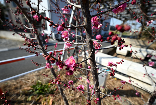 Z5A_0043 by No.Name （ID：11575692） - 写真共有サイト:PHOTOHITO