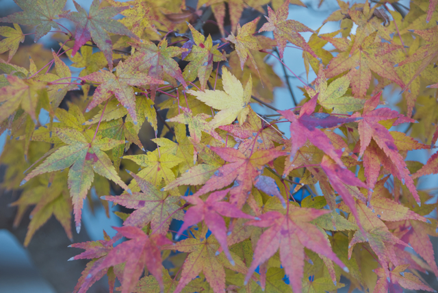 彩の時 by kaico （ID：12152418） - 写真共有サイト:PHOTOHITO