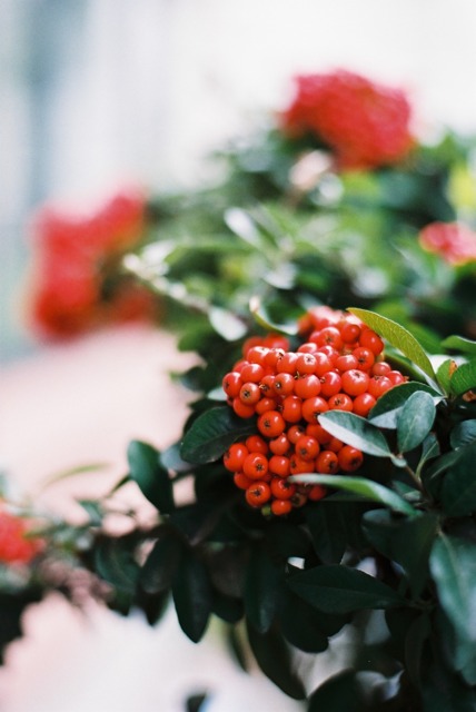 Nikon FM 試し撮り by T-suke （ID：812112） - 写真共有サイト:PHOTOHITO