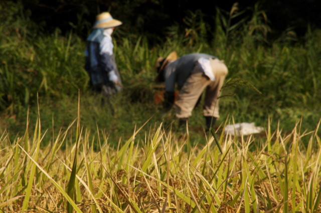 Farm Worker by T-suke （ID：776104） - 写真共有サイト:PHOTOHITO