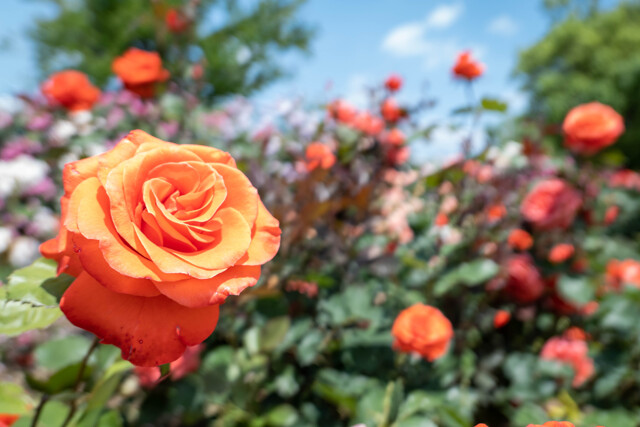 INA ROSE GARDEN by toshi69zz （ID：11130751） - 写真共有サイト:PHOTOHITO