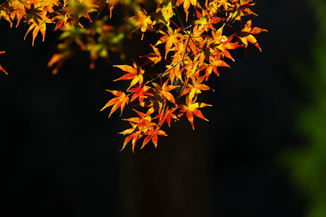 秋の星屑 by ヒデボー （ID：12703596） - 写真共有サイト:PHOTOHITO