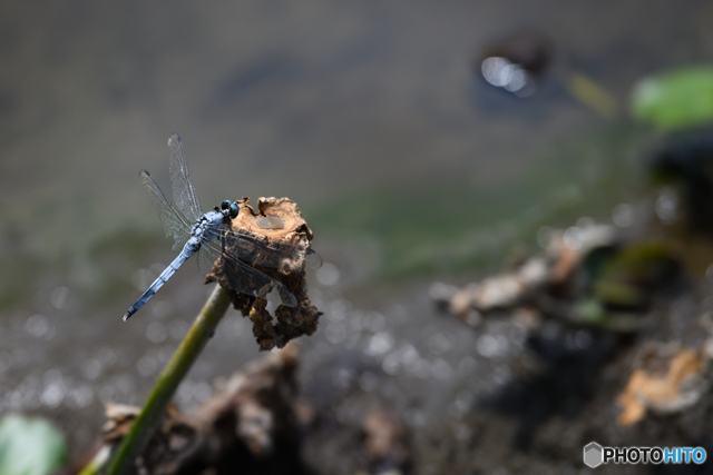 一時のお休み by Willyoto （ID：12597150） - 写真共有サイト:PHOTOHITO