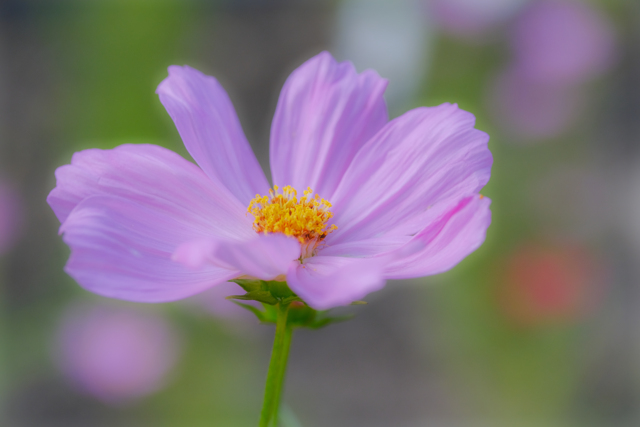 コスモス by HARUMIKI （ID：12015865） - 写真共有サイト:PHOTOHITO