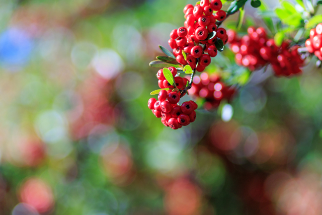 秋光溢れて by HARUMIKI （ID：12704244） - 写真共有サイト:PHOTOHITO