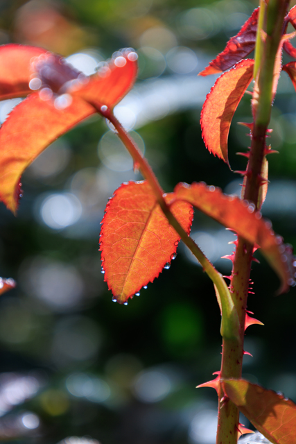 朝露 by HARUMIKI （ID：12682808） - 写真共有サイト:PHOTOHITO