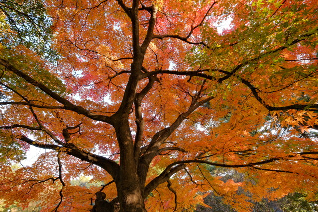 見頃 by HARUMIKI （ID：12143055） - 写真共有サイト:PHOTOHITO