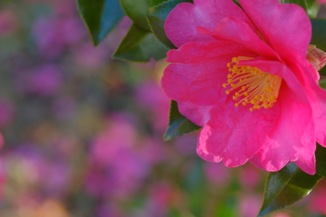 山茶花 by HARUMIKI （ID：11490371） - 写真共有サイト:PHOTOHITO