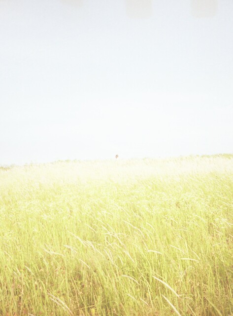 そよぐ風 by とちお （ID：12618333） - 写真共有サイト:PHOTOHITO