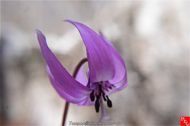 カタクリs-[24-03-21]_53DSC_0034 by tompoo （ID：12302798） - 写真共有サイト:PHOTOHITO