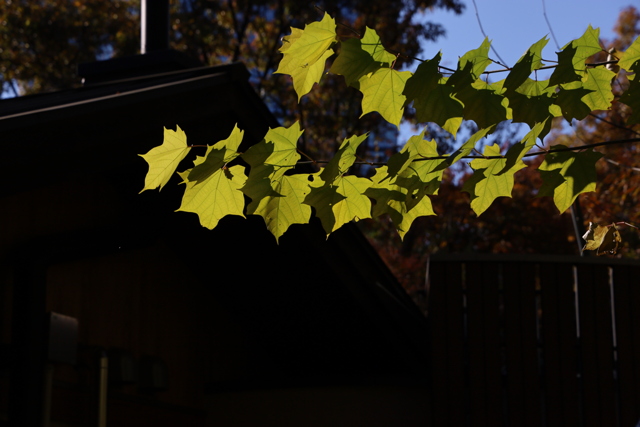 IMG_4704 by パパイヤパパ （ID：12729317） - 写真共有サイト:PHOTOHITO