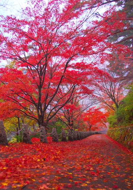 IMG_1227-25mm-F3,5-241127-SILKYPIX_...-. by yoseilinux （ID：12757454） - 写真共有サイト:PHOTOHITO