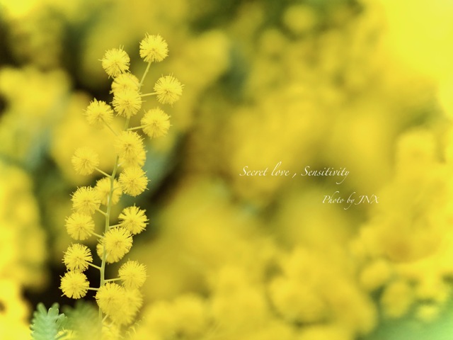 花言葉… by JNX （ID：10916976） - 写真共有サイト:PHOTOHITO