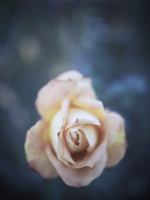 バラ・楽園 by FREEHAND （ID：12723412） - 写真共有サイト:PHOTOHITO