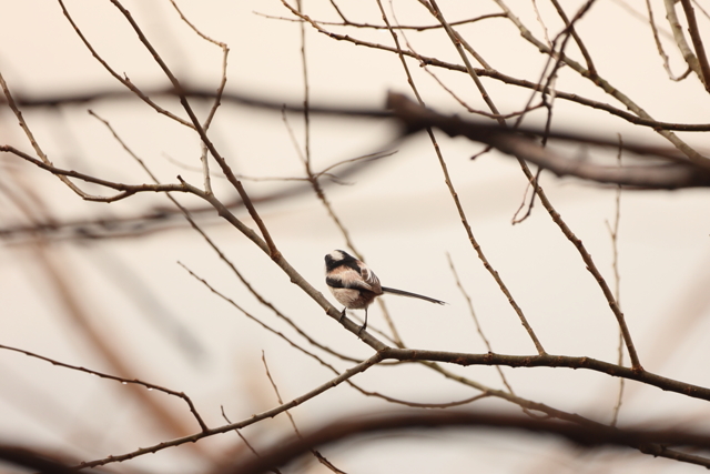 寂しく by ポチタマ （ID：11548857） - 写真共有サイト:PHOTOHITO