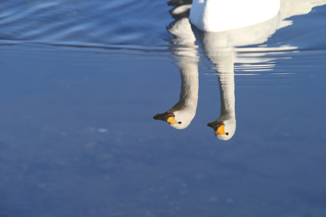 ペア 〜 by JIN14 （ID：10934089） - 写真共有サイト:PHOTOHITO