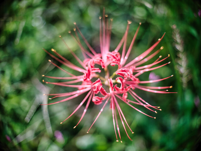 2024-09-29_蓑沢(ミノサワ)彼岸花公園-4 by susu_t （ID：12625667） - 写真共有サイト:PHOTOHITO