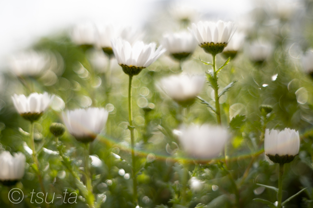 flower by tsu-ta （ID：10280776） - 写真共有サイト:PHOTOHITO