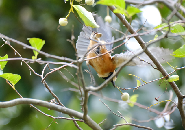 安全な所へ by みなみたっち （ID：12637192） - 写真共有サイト:PHOTOHITO