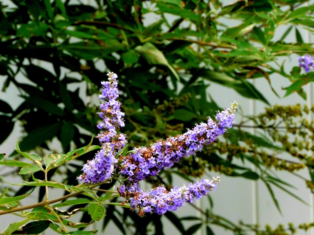 秋彼岸の候 by 頂雅 （ID：12618586） - 写真共有サイト:PHOTOHITO