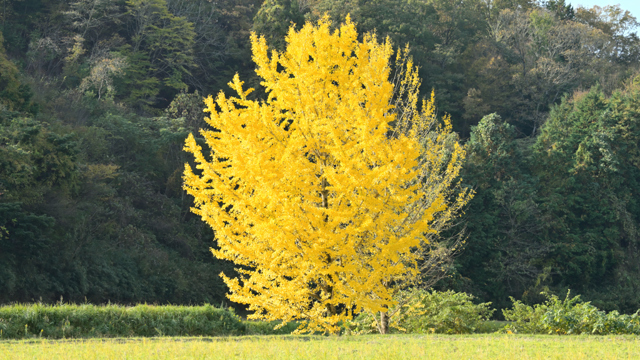 いちょう by @HIRO （ID：12707680） - 写真共有サイト:PHOTOHITO