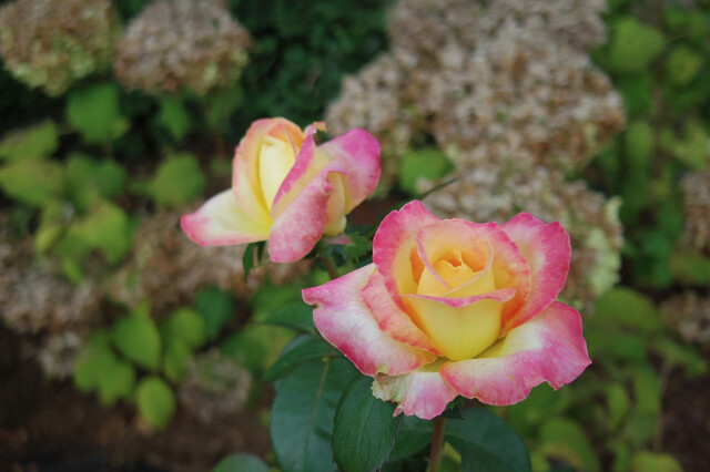 秋バラ by マジカラー100 （ID：12014569） - 写真共有サイト:PHOTOHITO