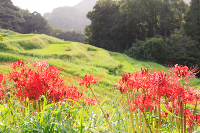 彼岸花 棚田バックに by ken_dc2 （ID：12618159） - 写真共有サイト:PHOTOHITO