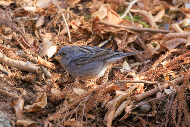 クロジさん by ken_dc2 （ID：12830228） - 写真共有サイト:PHOTOHITO