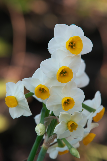 ニホンスイセン by 余花 （ID：12178287） - 写真共有サイト:PHOTOHITO