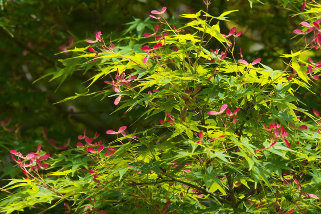 イロハモミジ by 余花 （ID：11736754） - 写真共有サイト:PHOTOHITO