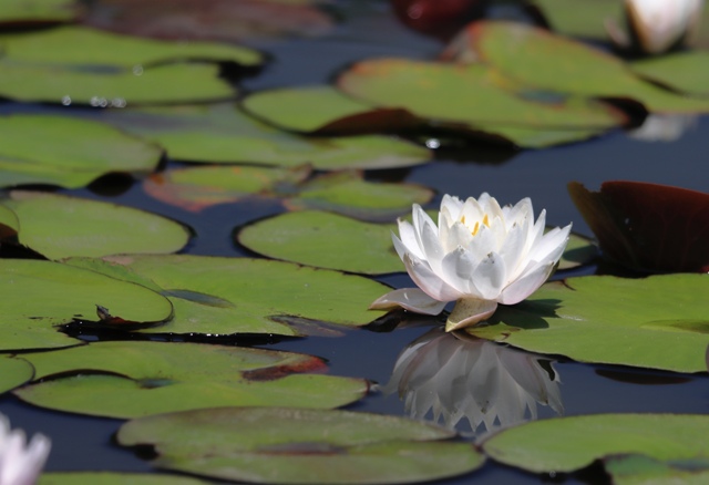 睡蓮 by Sato-chan （ID：12468400） - 写真共有サイト:PHOTOHITO