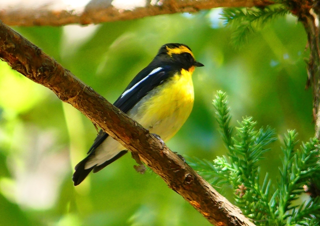 P1330360：キビタキ（オス）_R by KH21の住人 （ID：12676936） - 写真共有サイト:PHOTOHITO