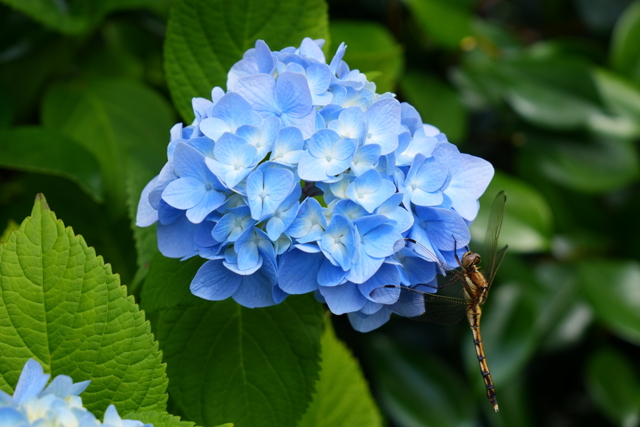 DSC00575(1) by N．M （ID：12561389） - 写真共有サイト:PHOTOHITO