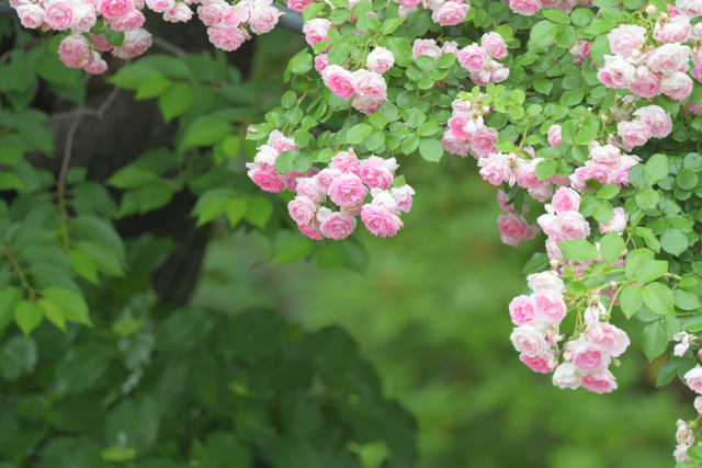 ローズ 20250527 by nikojobi （ID：13026522） - 写真共有サイト:PHOTOHITO