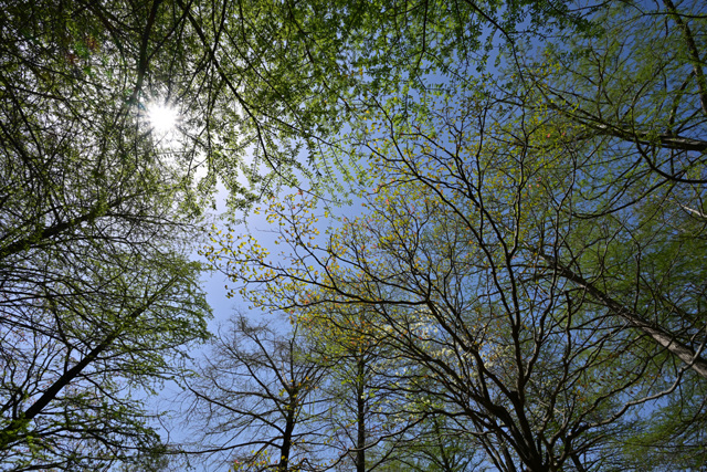 落羽松と花水木の共演 by run_photo （ID：12380306） - 写真共有サイト:PHOTOHITO
