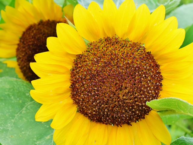 太陽に向かって・・。3 by 奈良のもぐちゃん （ID：12524718） - 写真共有サイト:PHOTOHITO