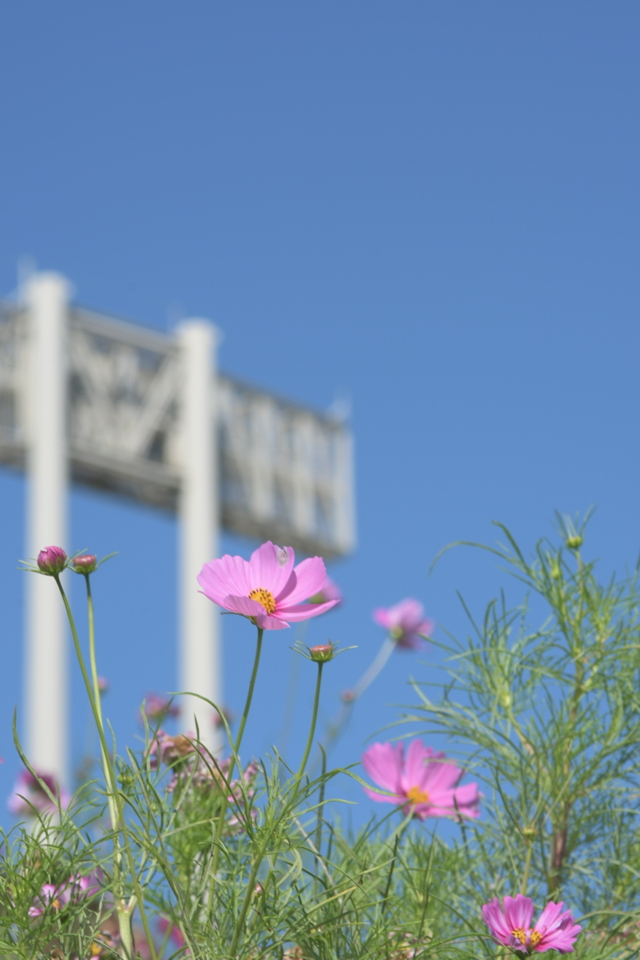 DSC_4697 by Nikonさん （ID：12659882） - 写真共有サイト:PHOTOHITO