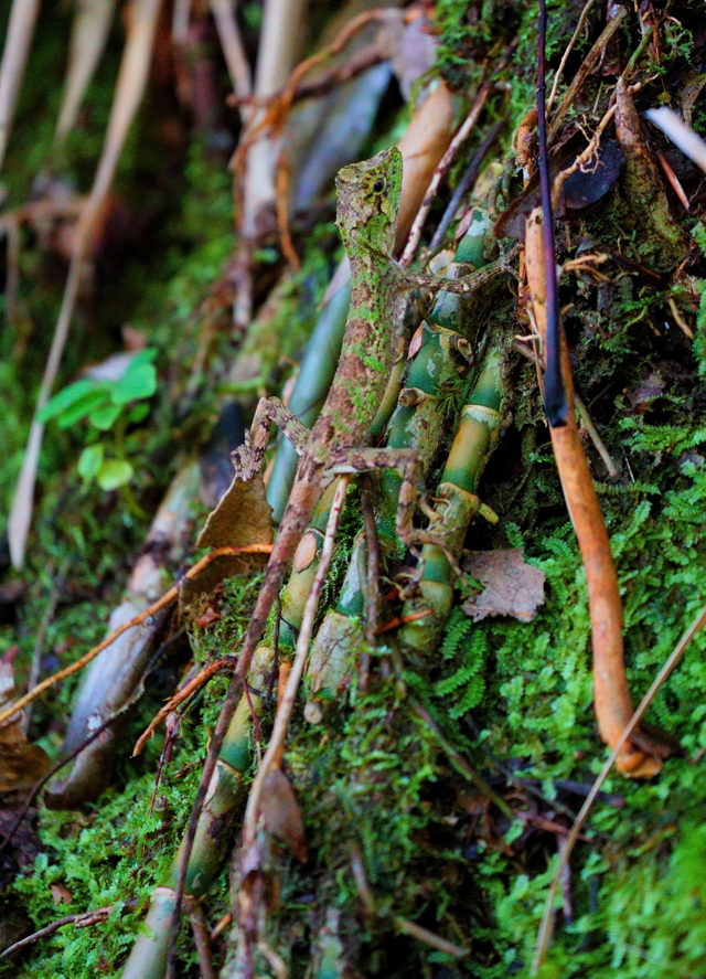 キノボリトカゲ by K.T.50 （ID：12671572） - 写真共有サイト:PHOTOHITO