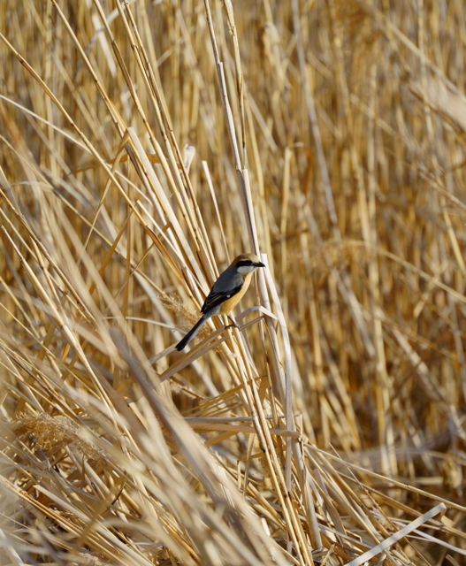 モズ君 by K.T.50 （ID：12870038） - 写真共有サイト:PHOTOHITO